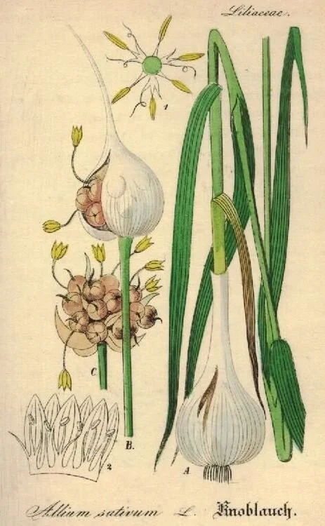 Garlic Honey & the Medicine of Garlic — Milk & Honey Herbs
