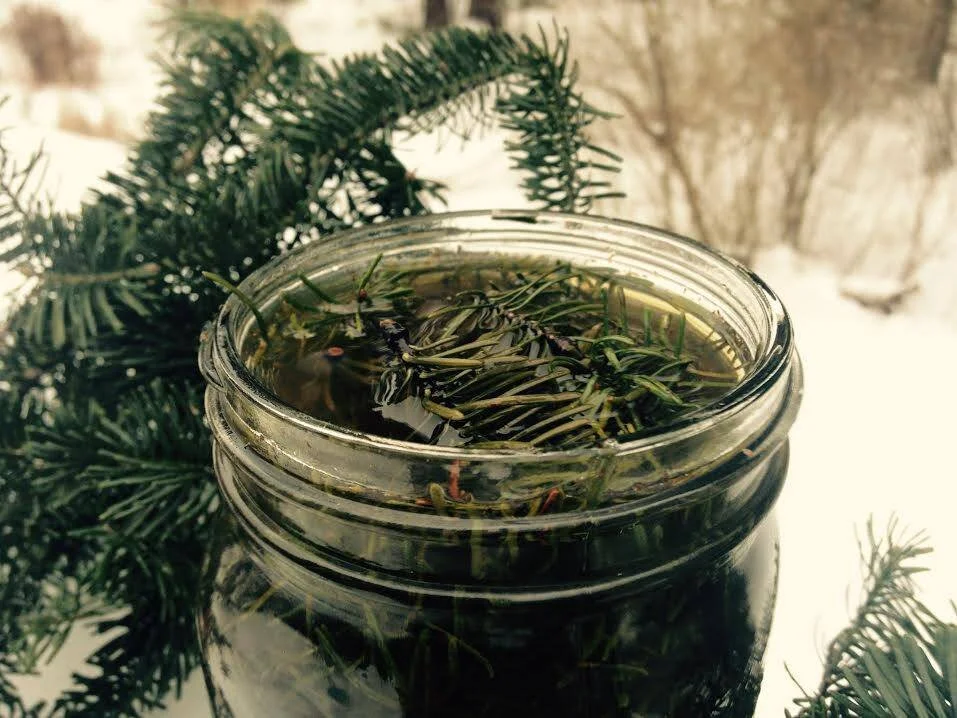 Winter Tree Medicine — Milk & Honey Herbs