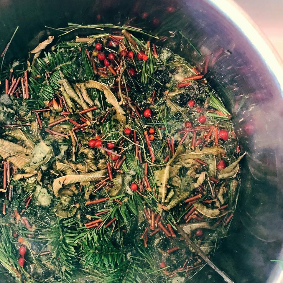 Winter Tree Medicine — Milk & Honey Herbs