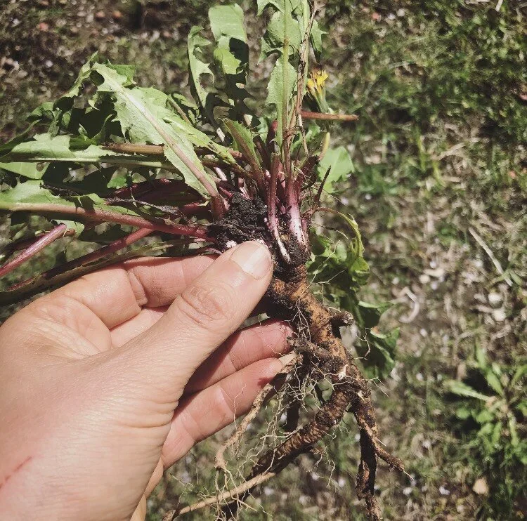 Roasted Dandelion Root Bitters — Milk & Honey Herbs