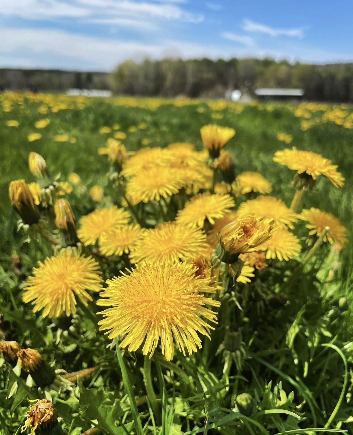 Dandelion Flower Fritters with Wild Rose-Infused Honey — Milk & Honey Herbs