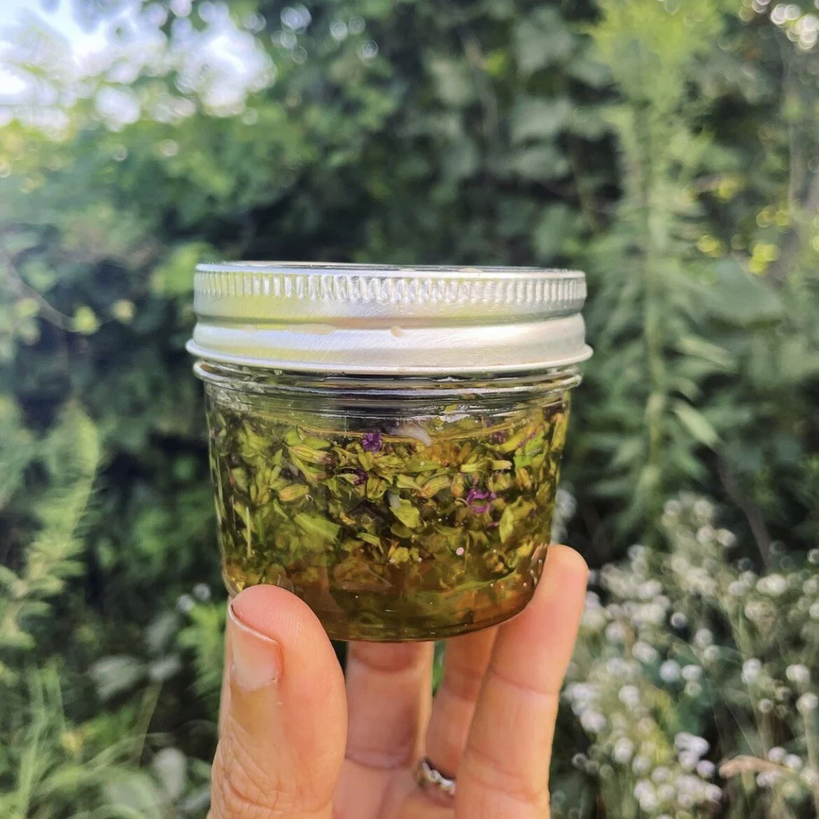 Purple Loosestrife Medicine — Milk & Honey Herbs