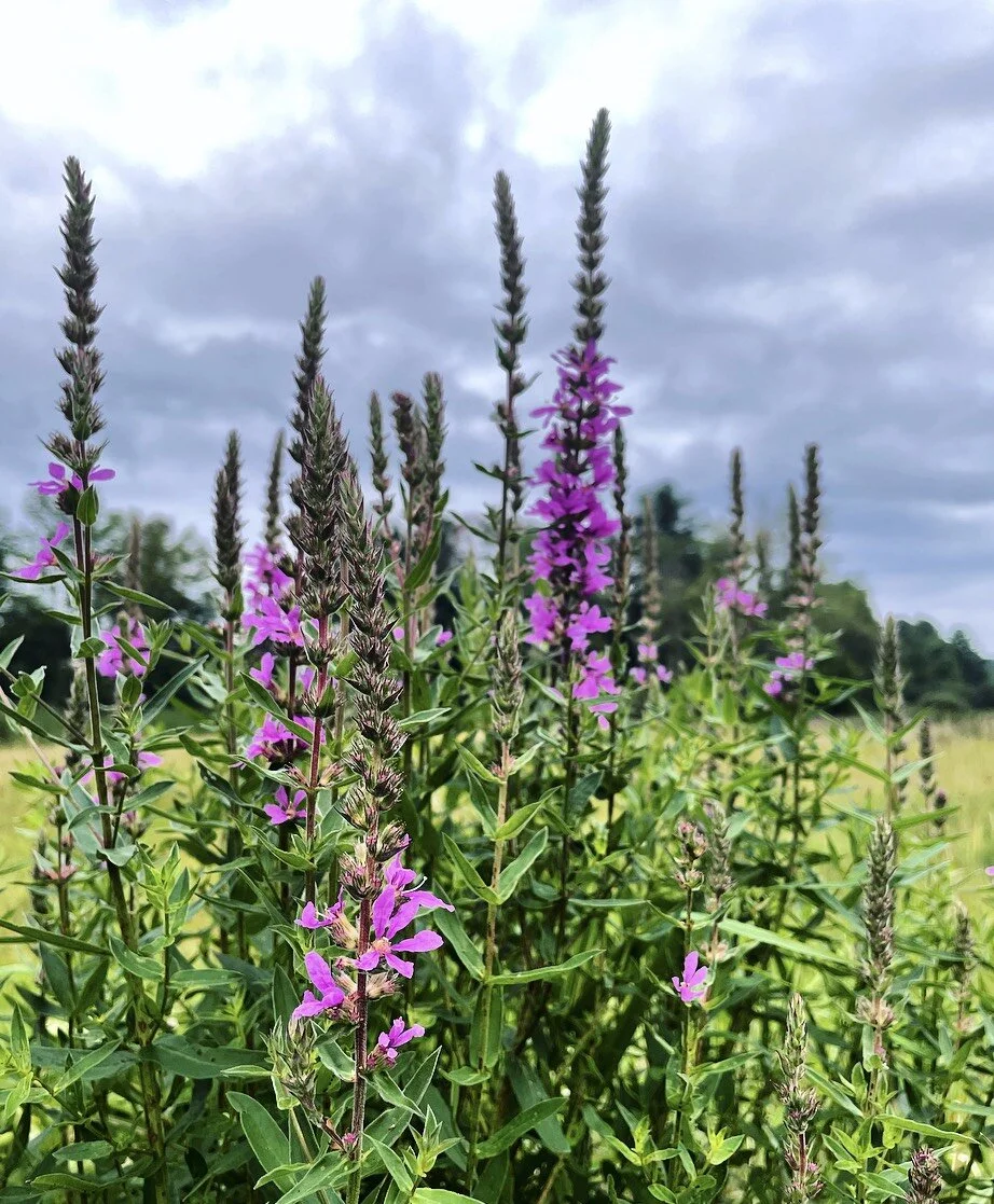 Purple Loosestrife Medicine — Milk & Honey Herbs
