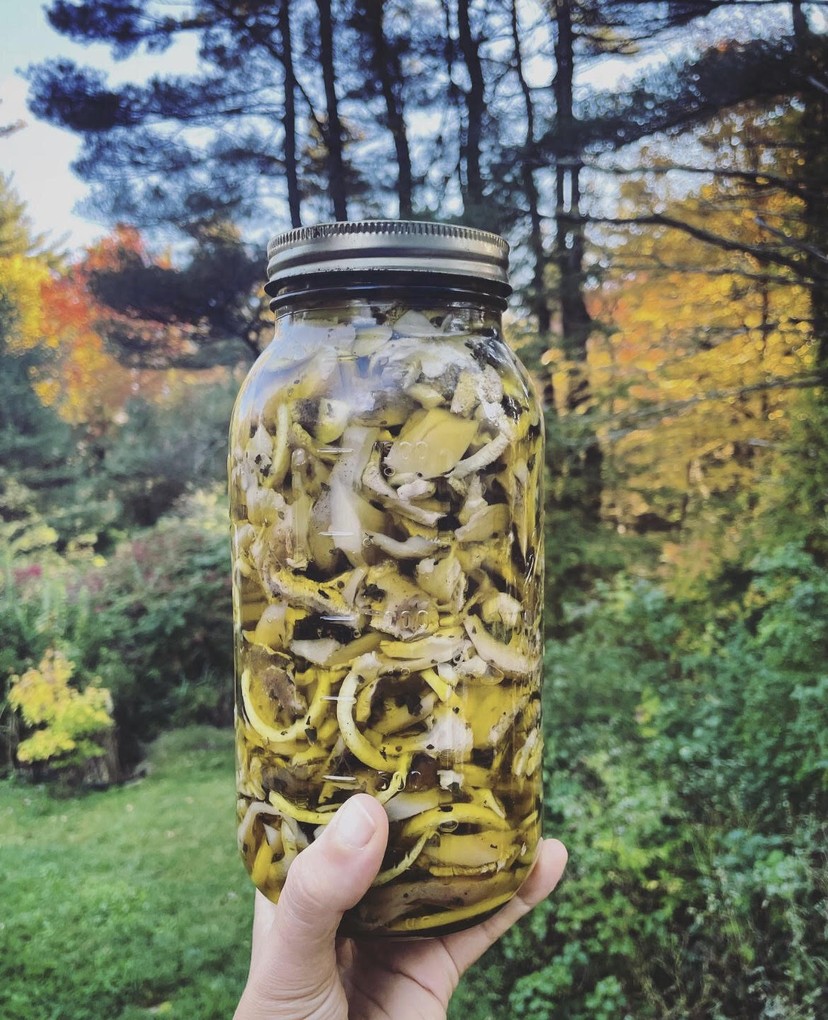 Funghi sott'olio/ Italian Pickled Mushrooms — Milk & Honey Herbs