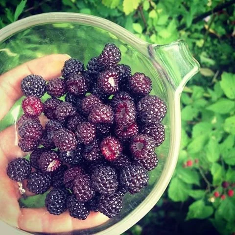 Blog — Milk & Honey Herbs