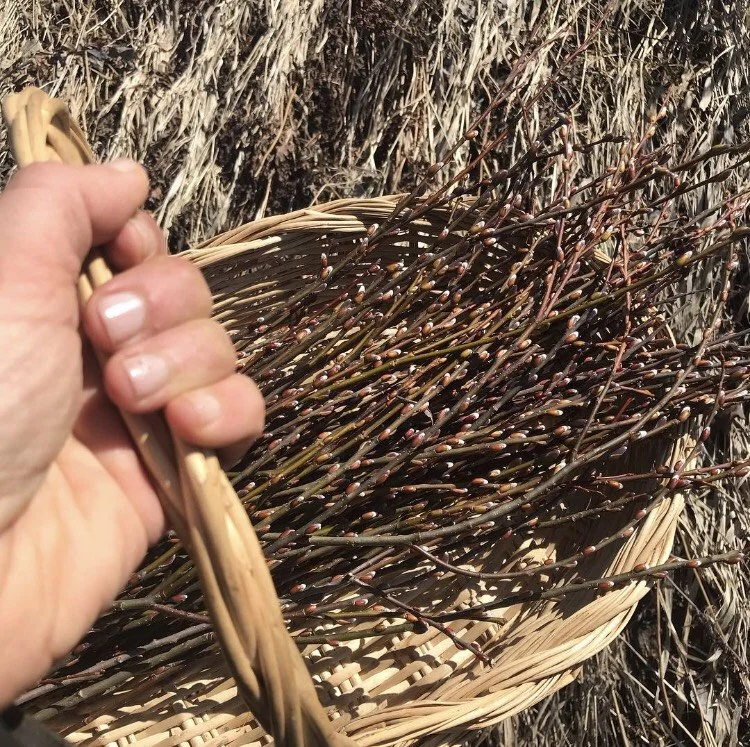 Spring Tree Medicine: Willow, Wild Cherry, Sweet Birch, Sugar Maple ...