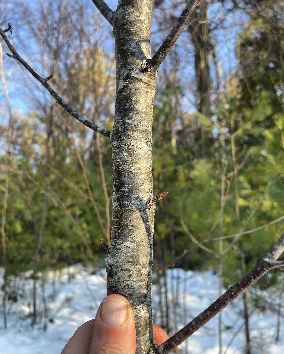 Spring Tree Medicine: Willow, Wild Cherry, Sweet Birch, Sugar Maple ...