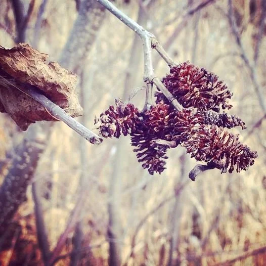 Spring Tree Medicine: Willow, Wild Cherry, Sweet Birch, Sugar Maple ...