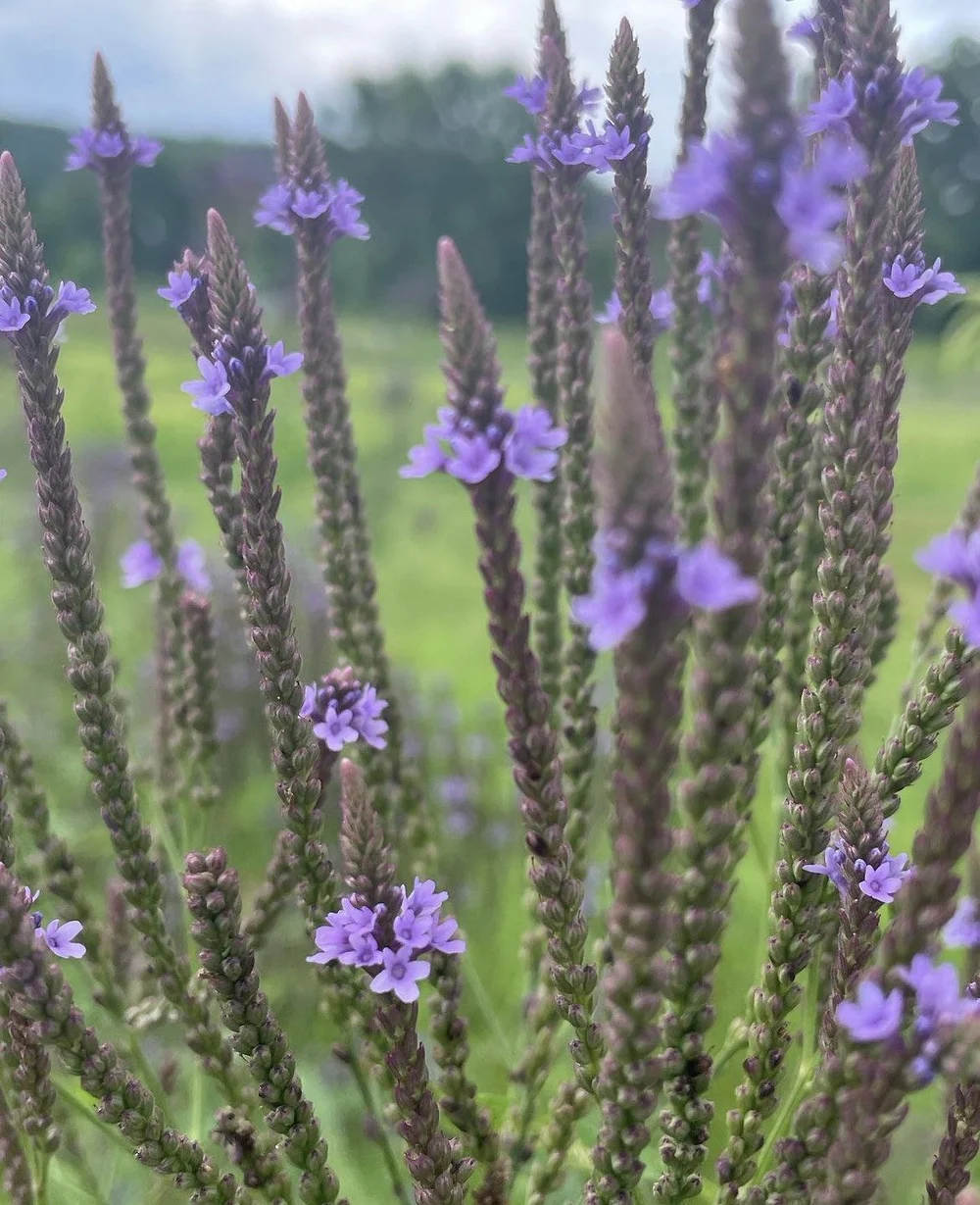 Rest & Digest Bitters and the Medicine of Blue Vervain — Milk & Honey Herbs