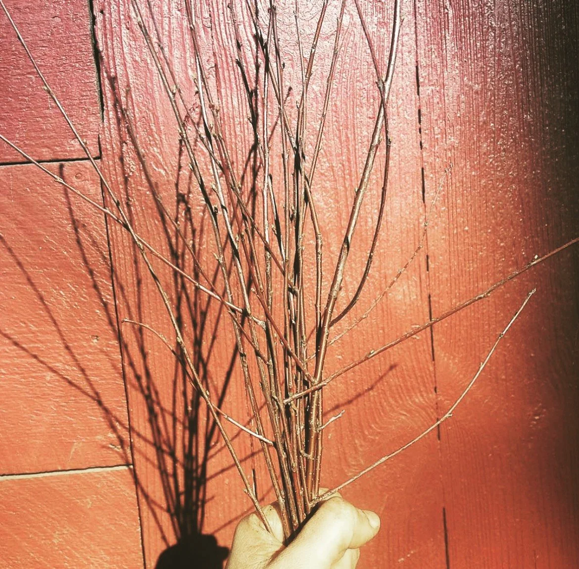 Spring Tree Medicine: Willow, Wild Cherry, Sweet Birch, Sugar Maple ...