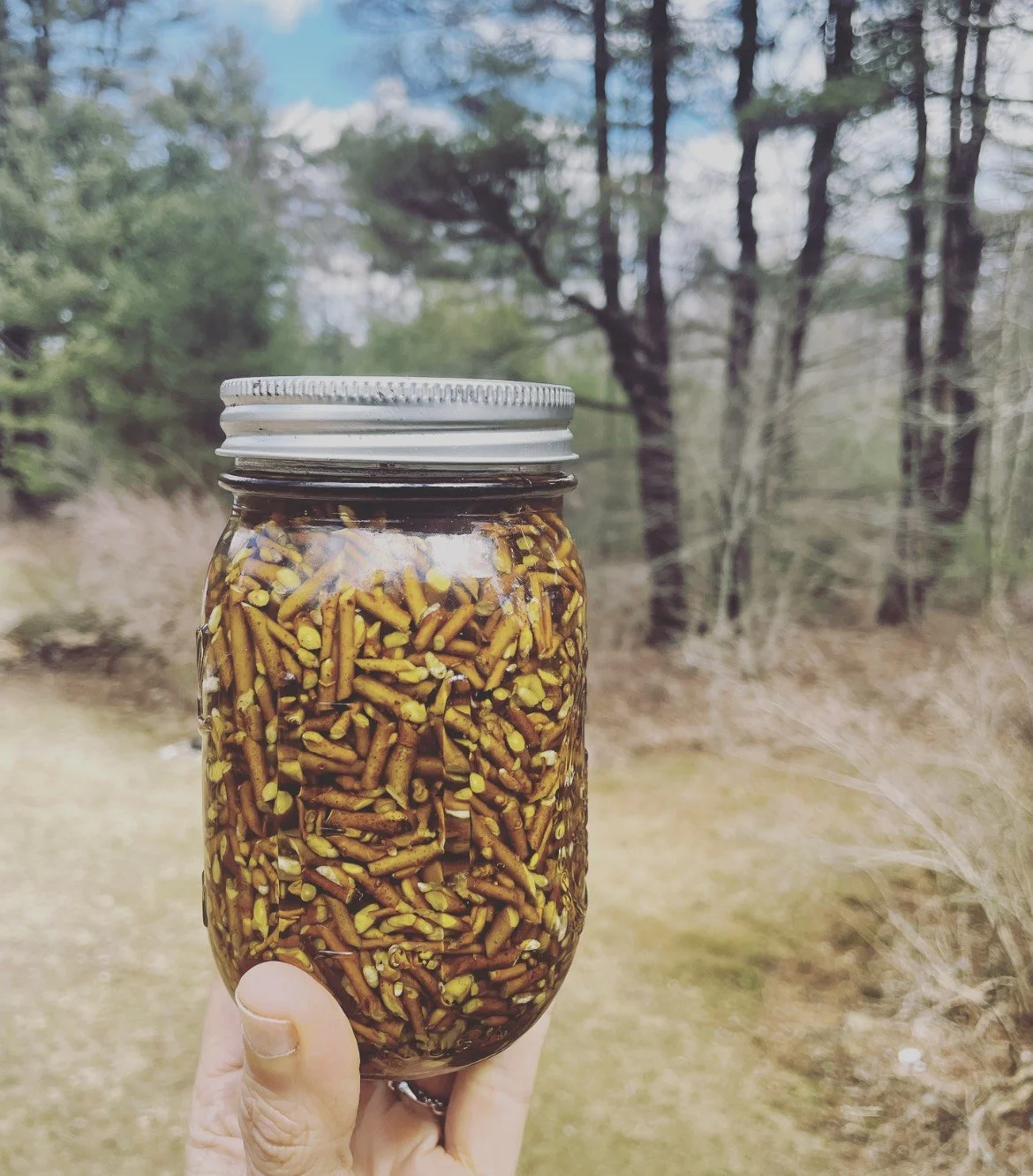 Spring Tree Medicine: Willow, Wild Cherry, Sweet Birch, Sugar Maple ...