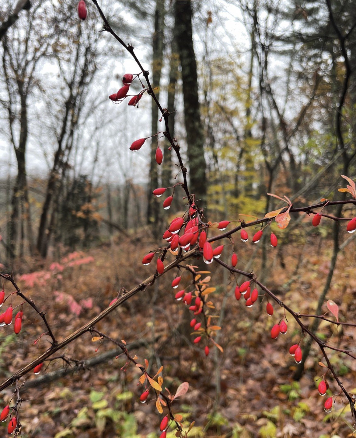 Barberry Medicine — Milk & Honey Herbs