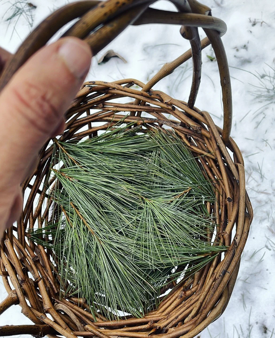White Pine Medicine — Milk & Honey Herbs