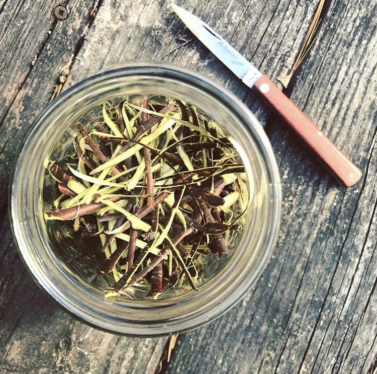 Spring Tree Medicine: Willow, Wild Cherry, Sweet Birch, Sugar Maple ...