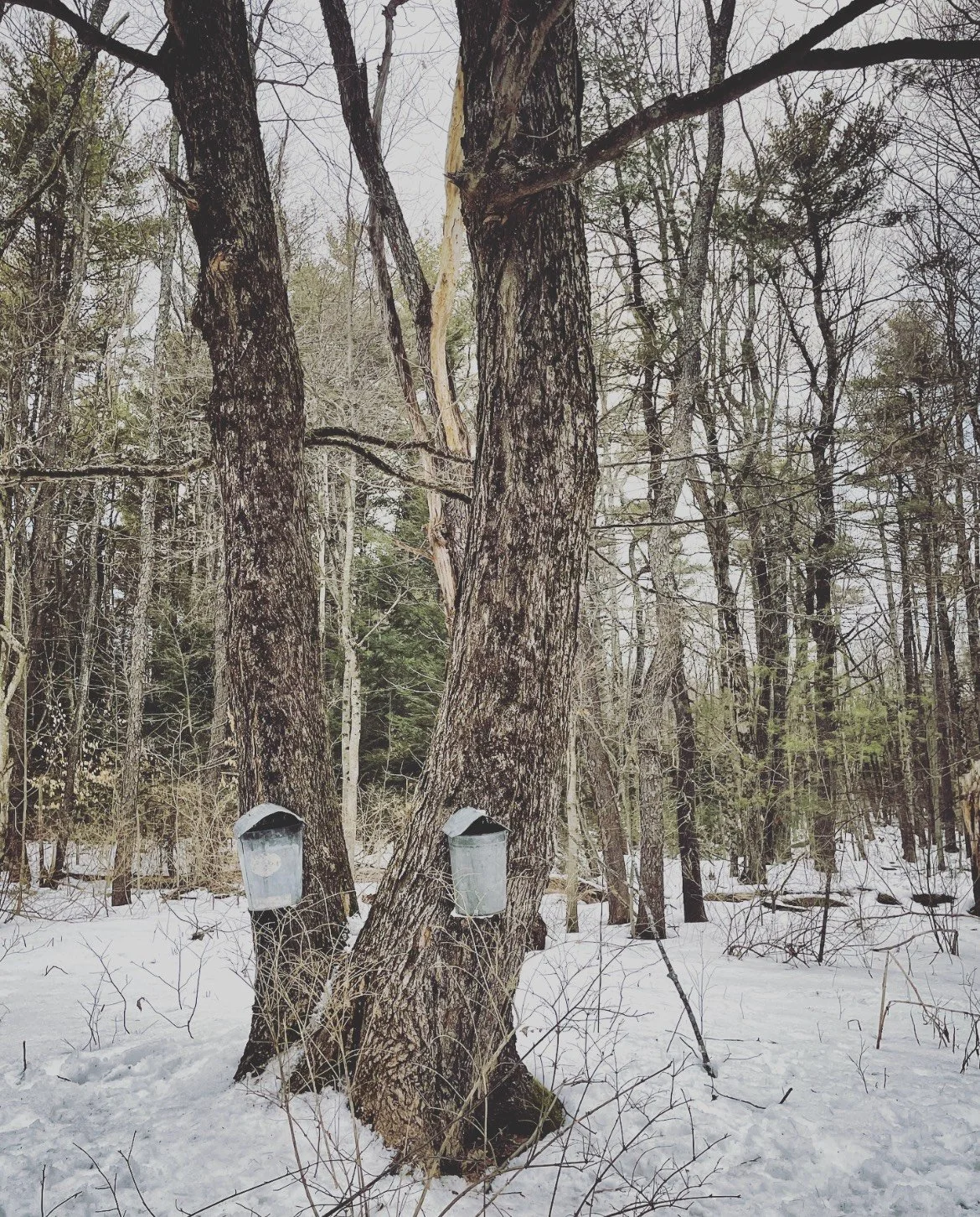 Spring Tree Medicine: Willow, Wild Cherry, Sweet Birch, Sugar Maple ...