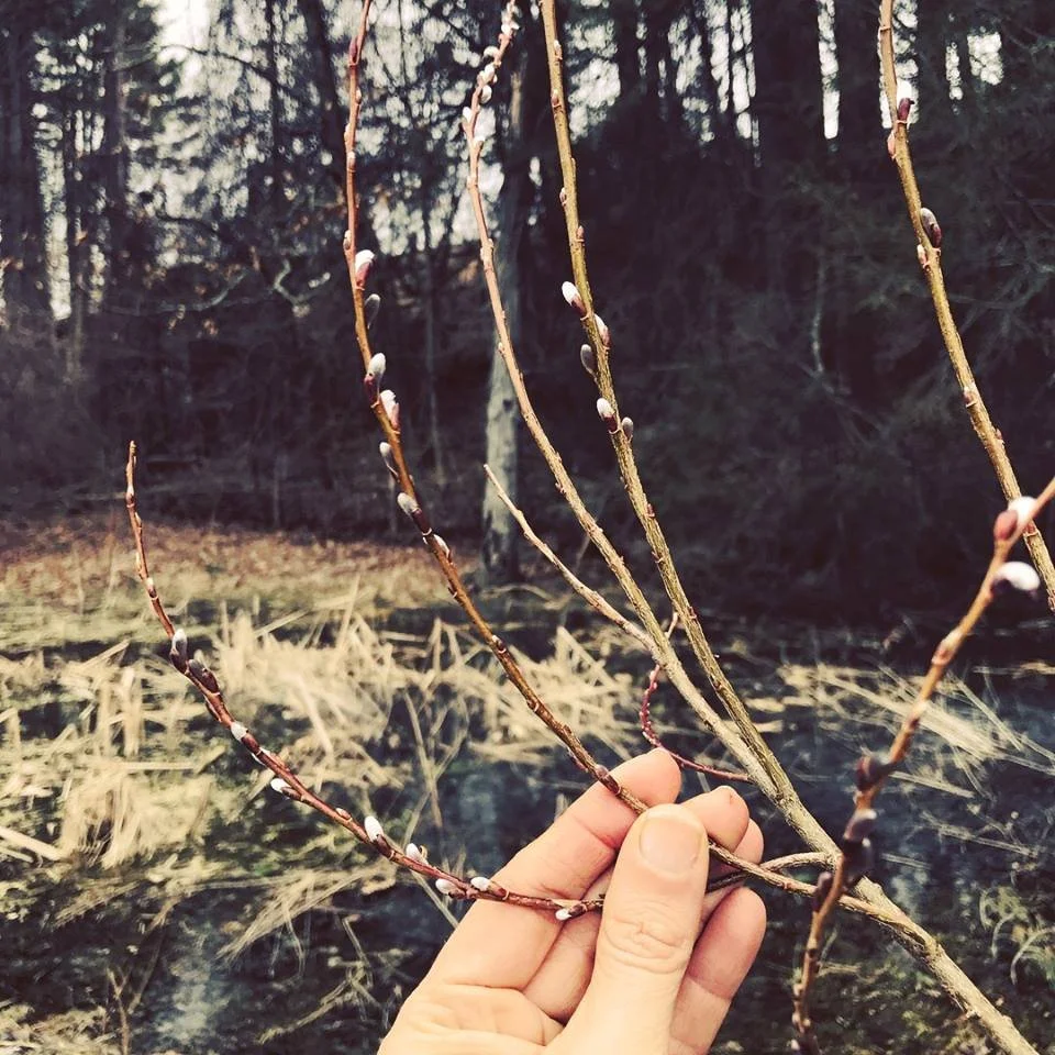Spring Tree Medicine: Willow, Wild Cherry, Sweet Birch, Sugar Maple ...