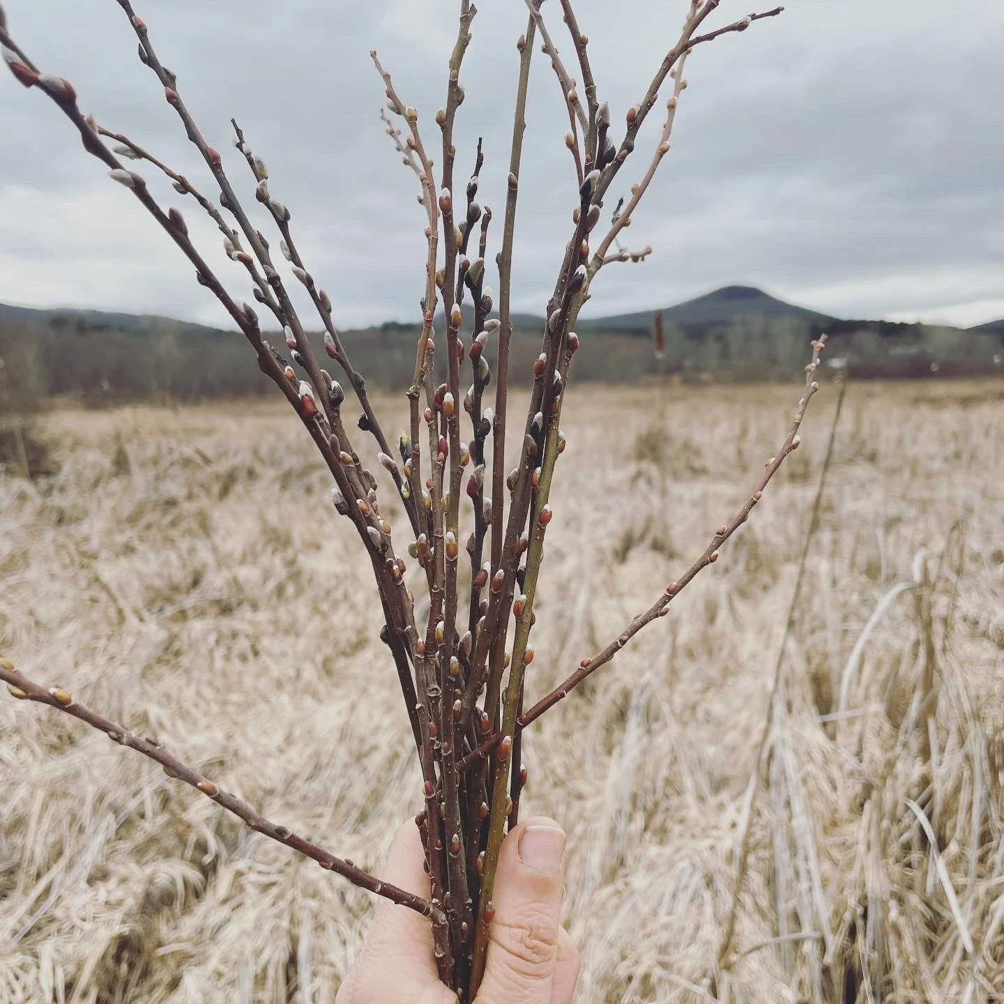 Spring Tree Medicine: Willow, Wild Cherry, Sweet Birch, Sugar Maple & Alder — Milk & Honey Herbs