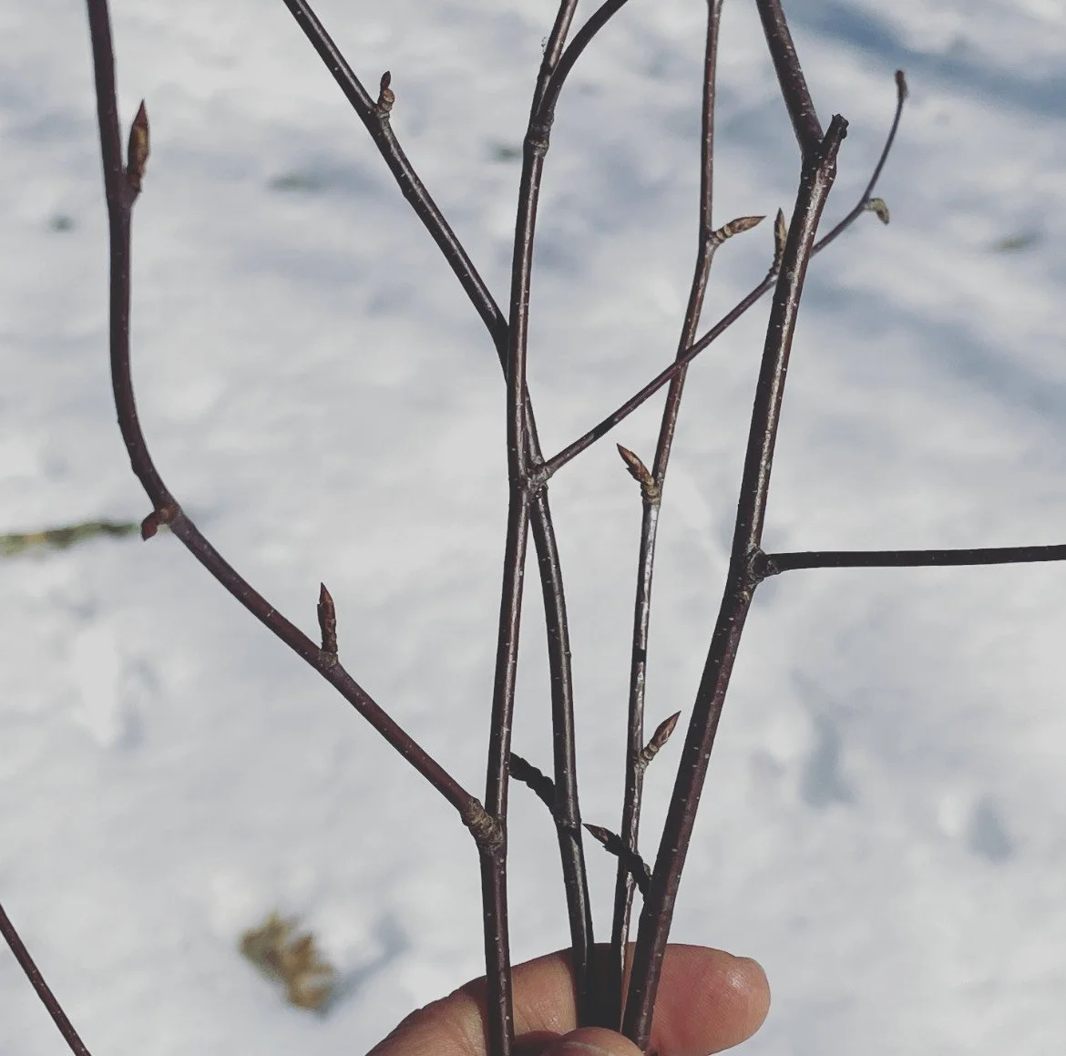 Spring Tree Medicine: Willow, Wild Cherry, Sweet Birch, Sugar Maple ...