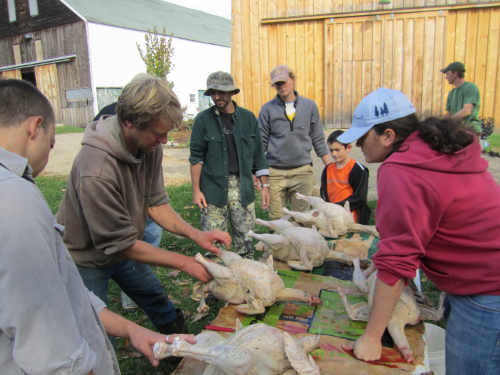 Turkey Slaughter and Processing — Broadturn Farm