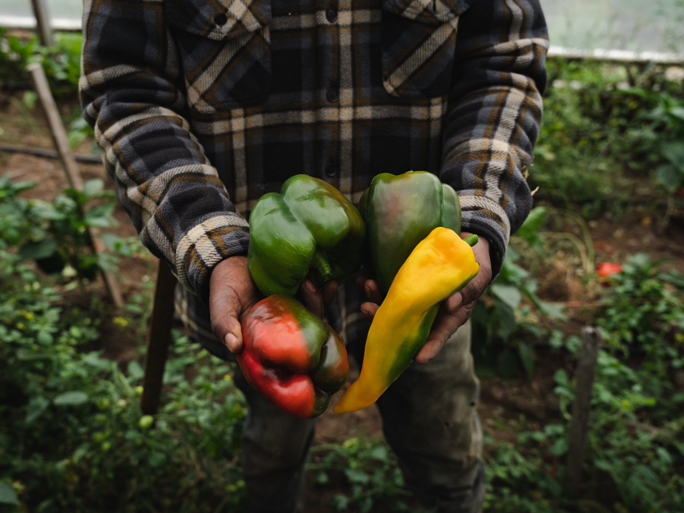 Harvest of the Month — acowsay