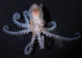 Pygmy Octopus
