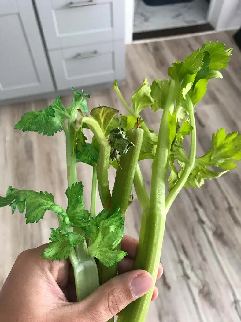 Xylem And Phloem In Celery