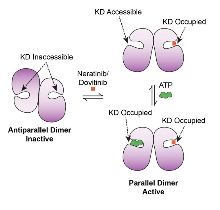 GCN2 kinase activation by ATP-competitive kinase inhibitors — Chodera ...
