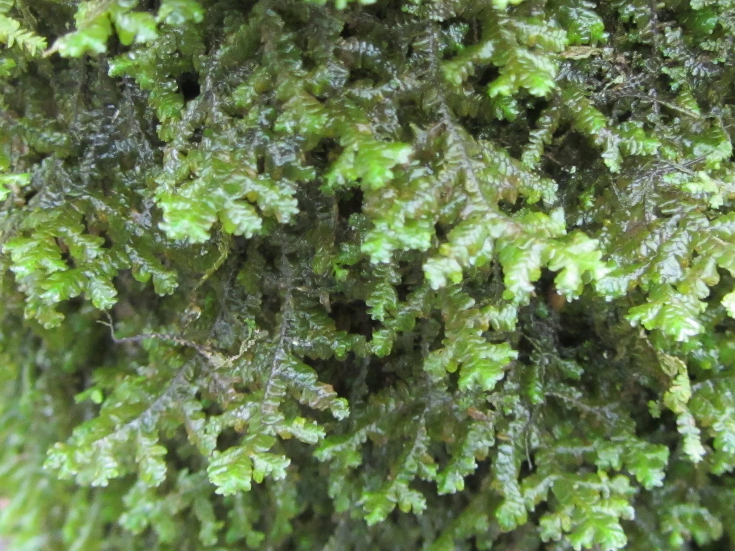 Marchantiophyta (leafy liverworts) — Texas Bryofloristics Working Group