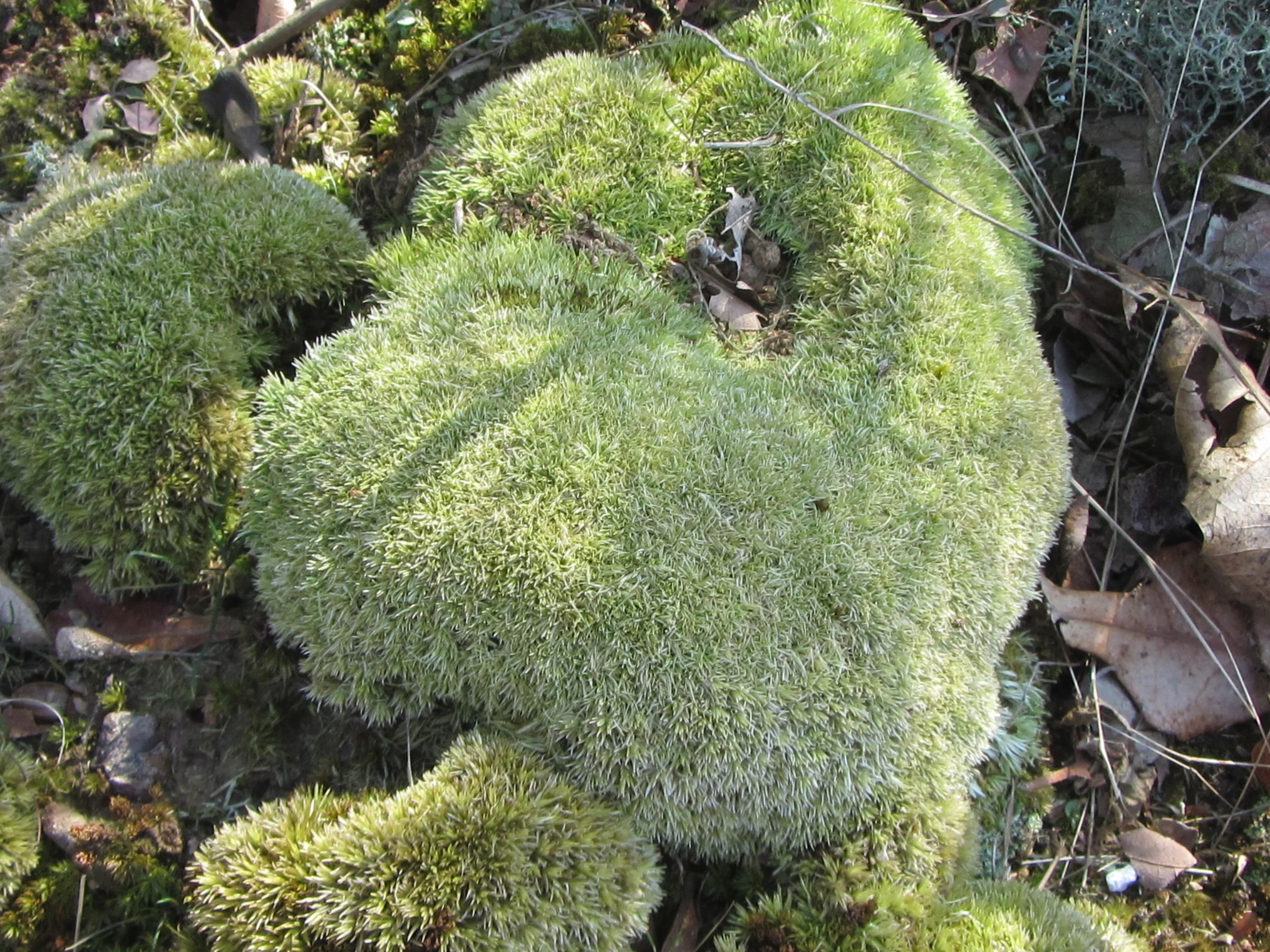Bryophyta (mosses) — Texas Bryofloristic Initiative