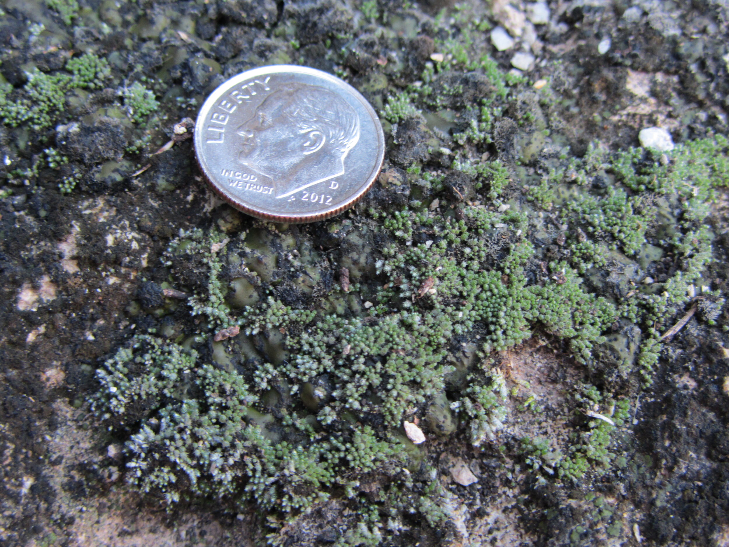 Bryophyta (mosses) — TEXAS BRYOLOGY