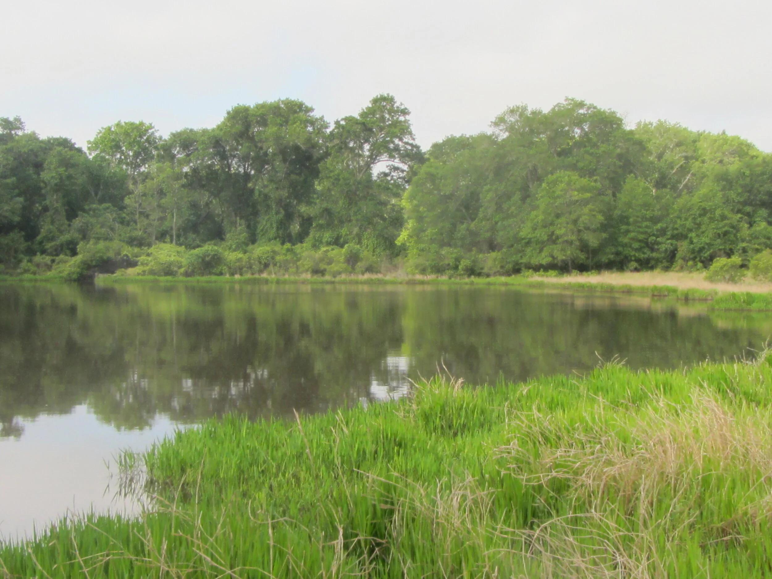 Bogs of East and North Central Texas — Texas Bryofloristic Initiative