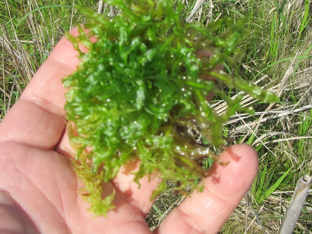 Bogs of East and North Central Texas — Texas Bryofloristic Initiative