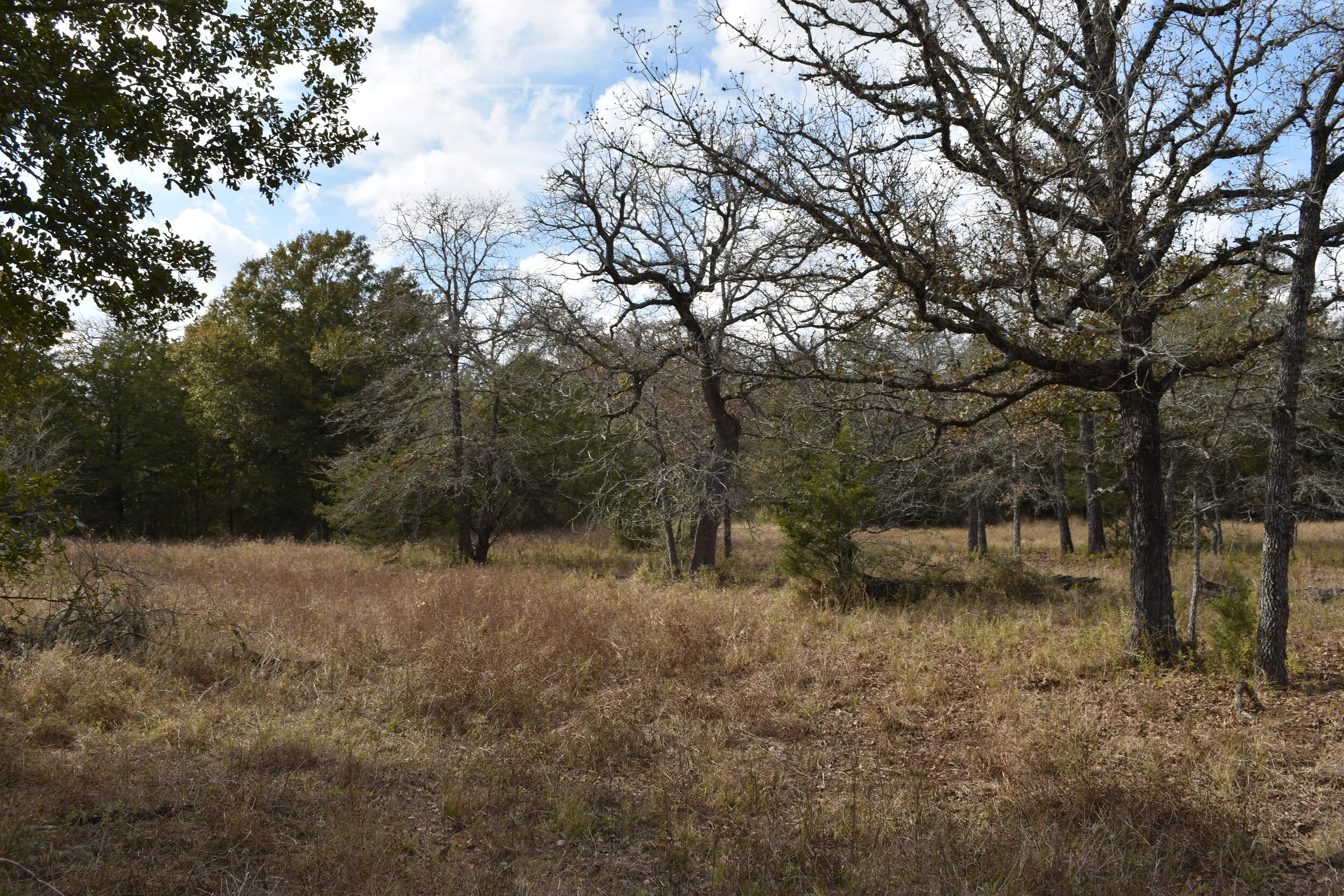 Bogs of East and North Central Texas — Texas Bryofloristic Initiative