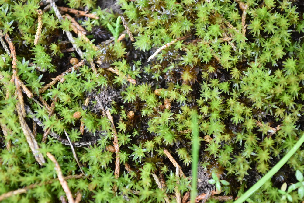 Bryophyta (mosses) — Texas Bryofloristic Initiative
