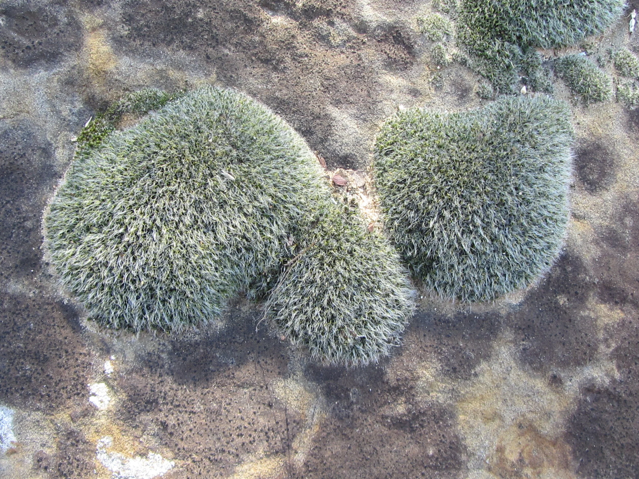 substrate ecology — Texas Bryofloristics