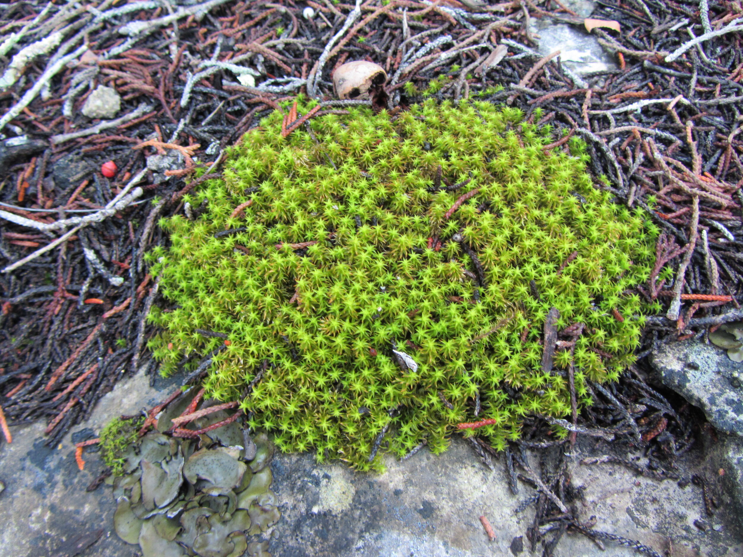 substrate ecology — Texas Bryofloristics