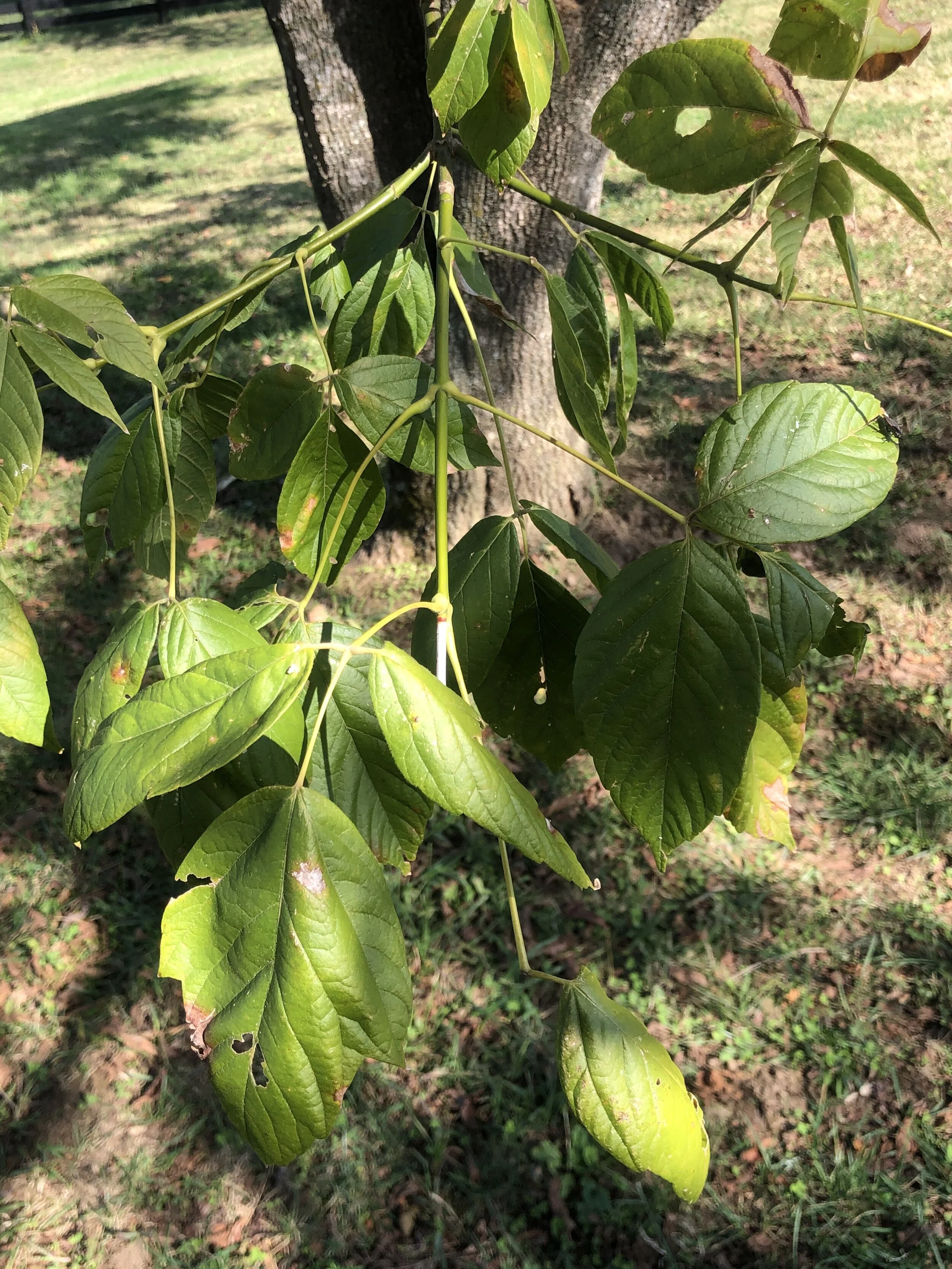 Box elder Acer Negundo Nashville Tree Foundation box-elder-acer-negundo-nashville-tree-foundation