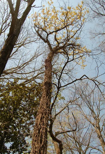 Ohio Buckeye - Nashville Tree Foundation