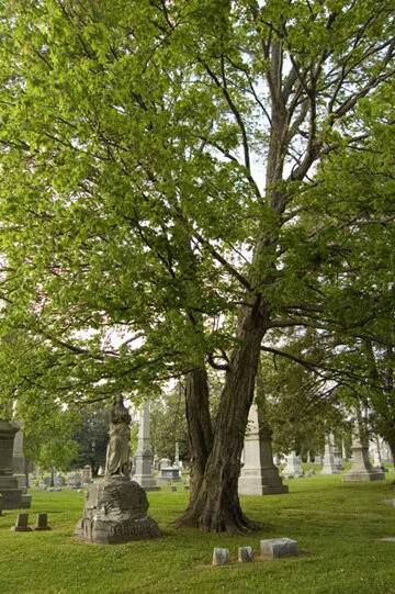 Sugar Maple - Nashville Tree Foundation