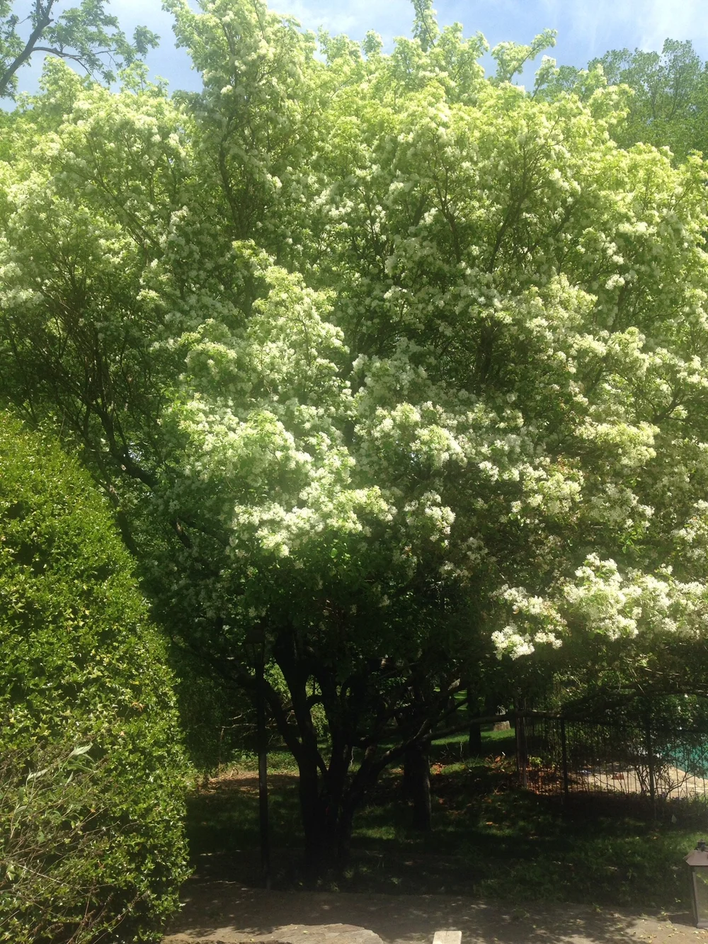 White Fringetree - Nashville Tree Foundation