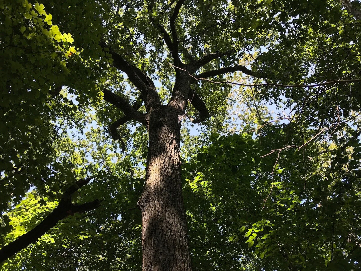 Chestnut Oak - Nashville Tree Foundation