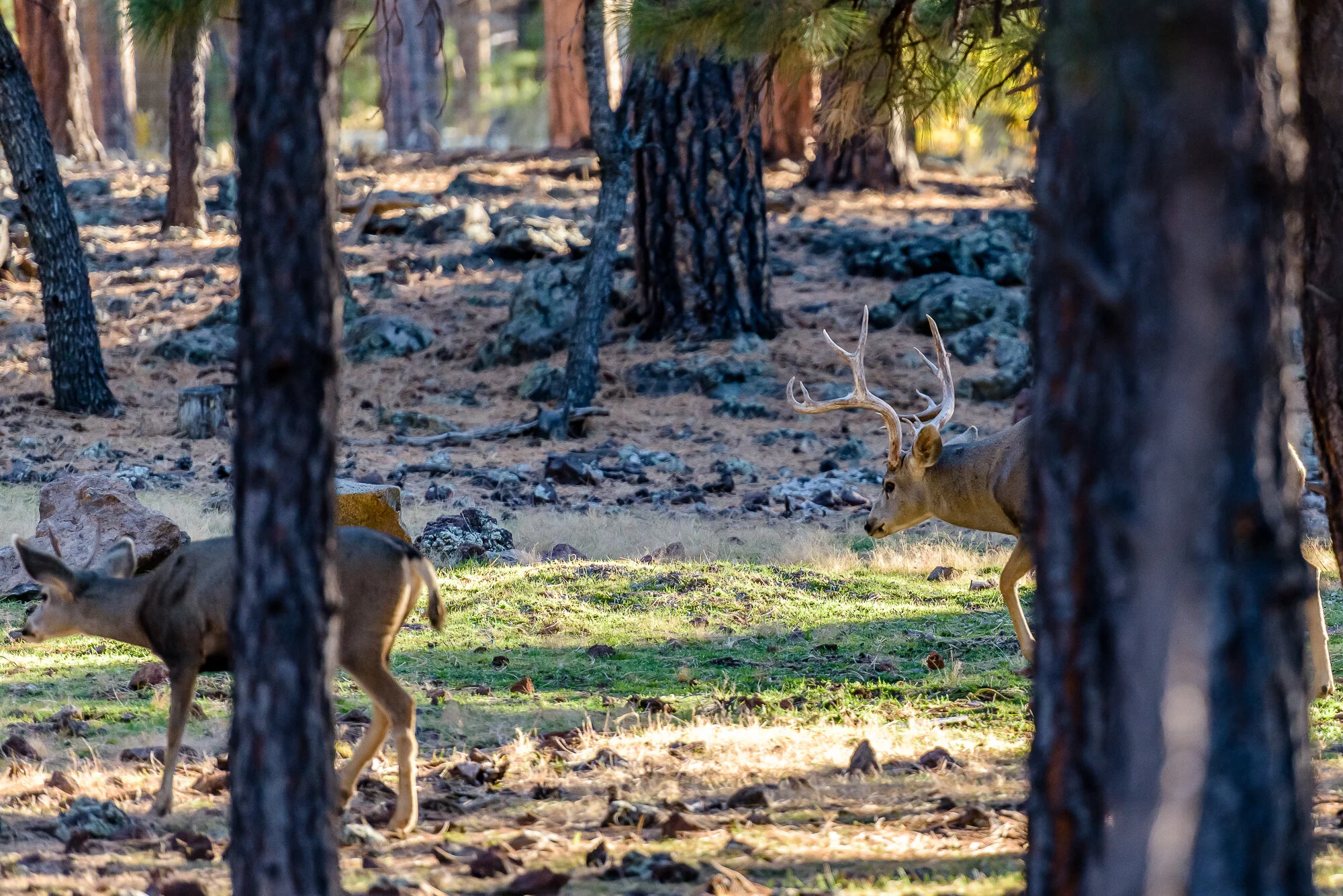 5 Guaranteed Arizona Hunting Tags: Here's How You Can Purchase Next ...