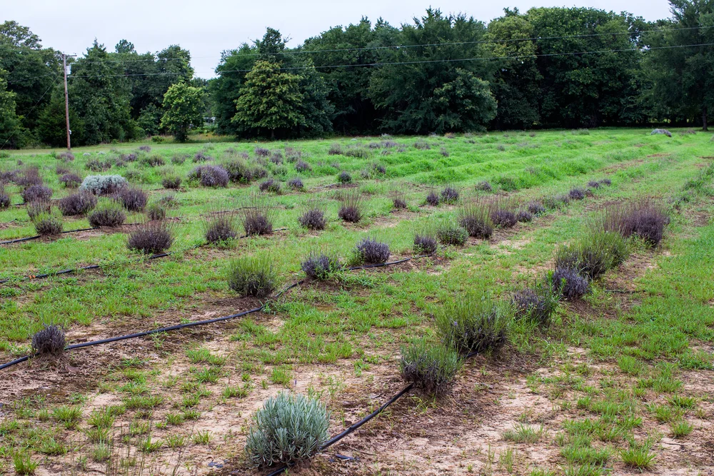 Lavender Ridge Farms — ESTHER H. STUDIO