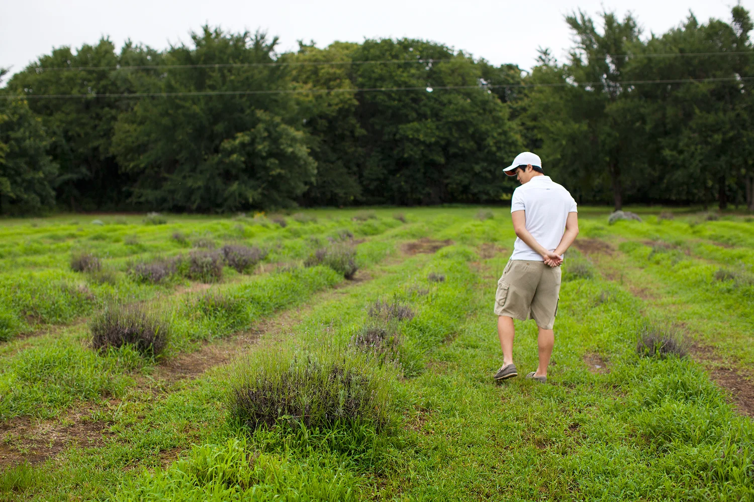 Lavender Ridge Farms — ESTHER H. STUDIO