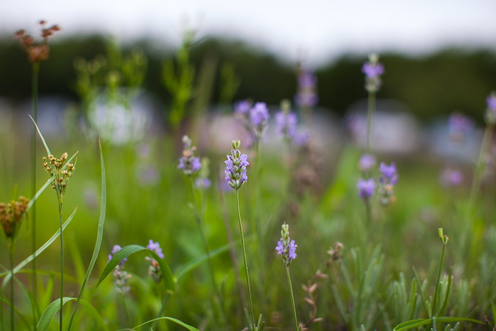 Lavender Ridge Farms — ESTHER H. STUDIO