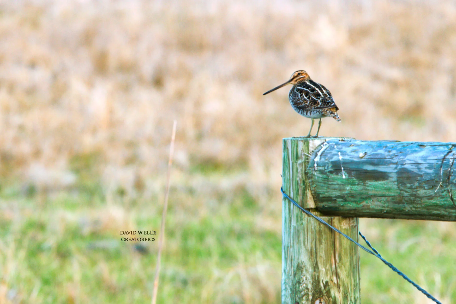 No Walk is Ordinary — Creator Words