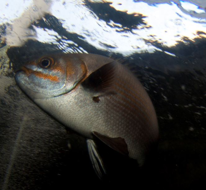 Offshore Technologies — Ocean Era