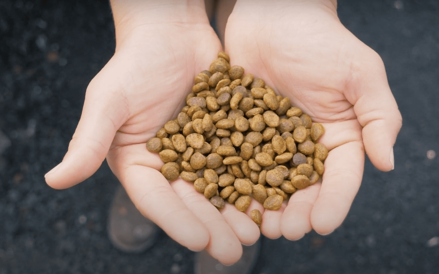 Researchers Successfully Replace Fishmeal, Fish Oil in Farm-Raised ...