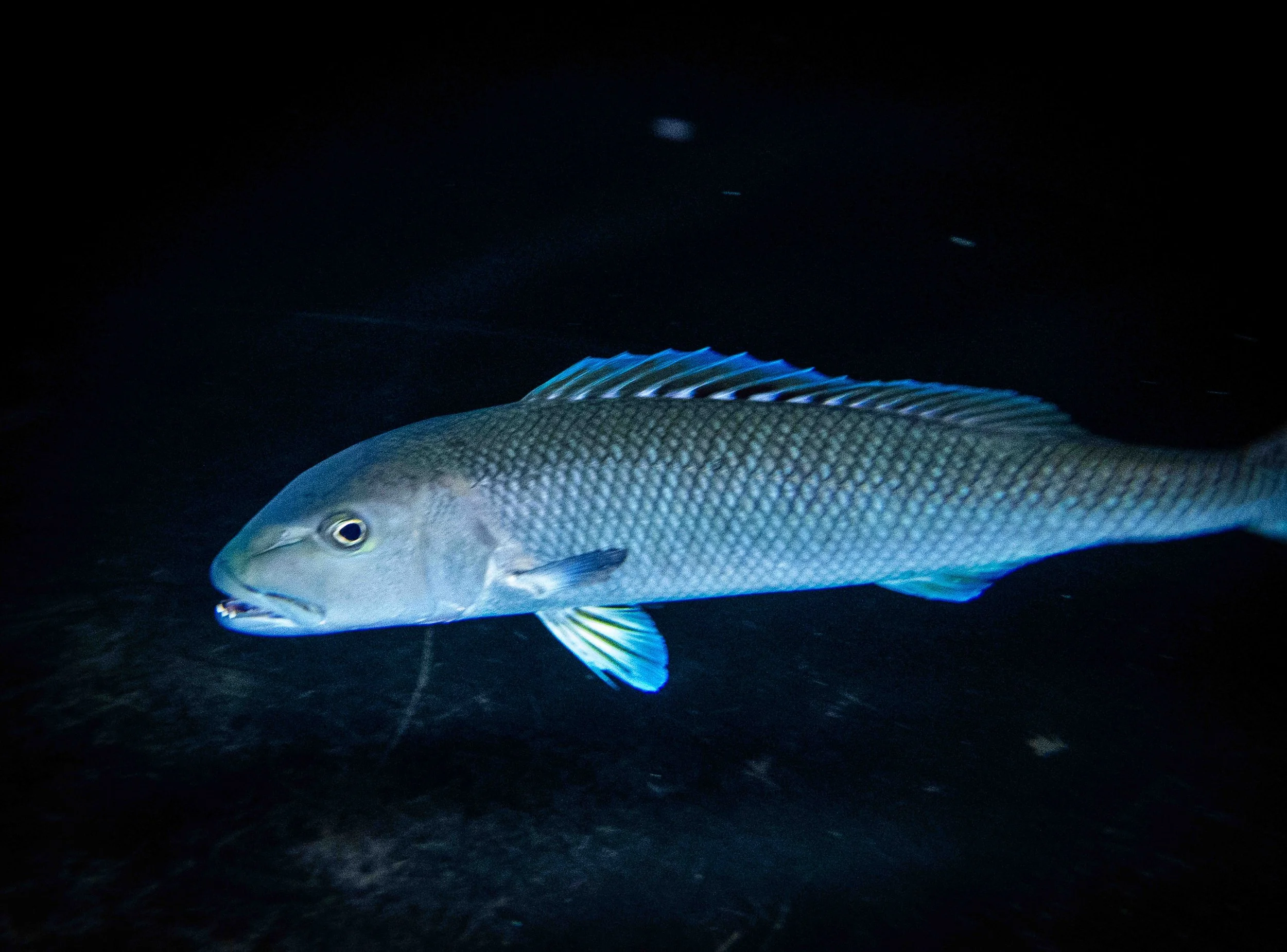 Fish Research — Ocean Era