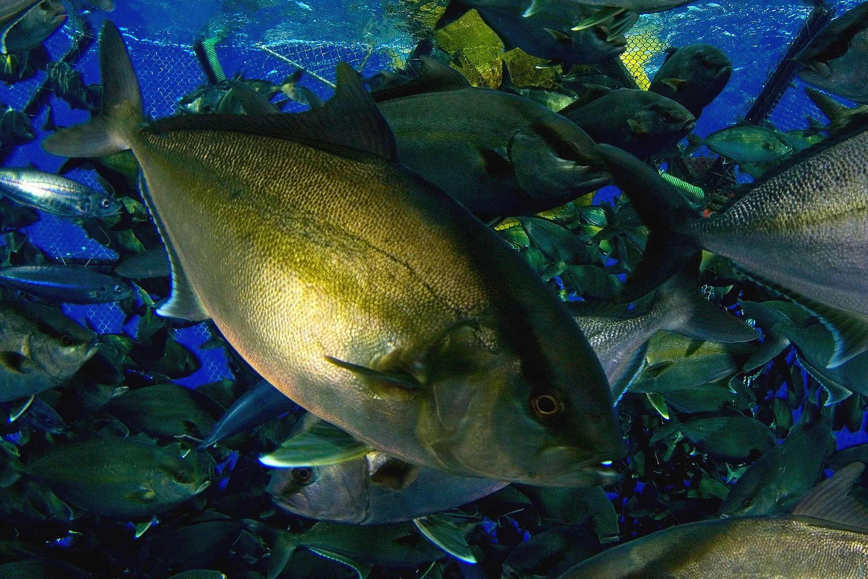 Fish Research — Ocean Era